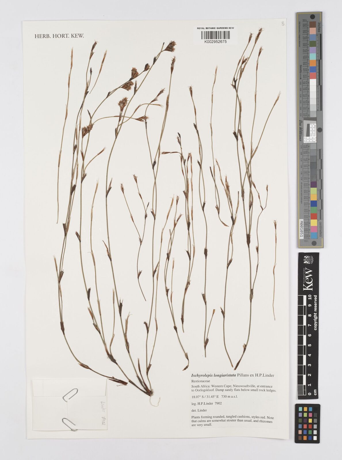 Restio longiaristatus (Pillans ex H.P.Linder) H.P.Linder & C.R.Hardy ...