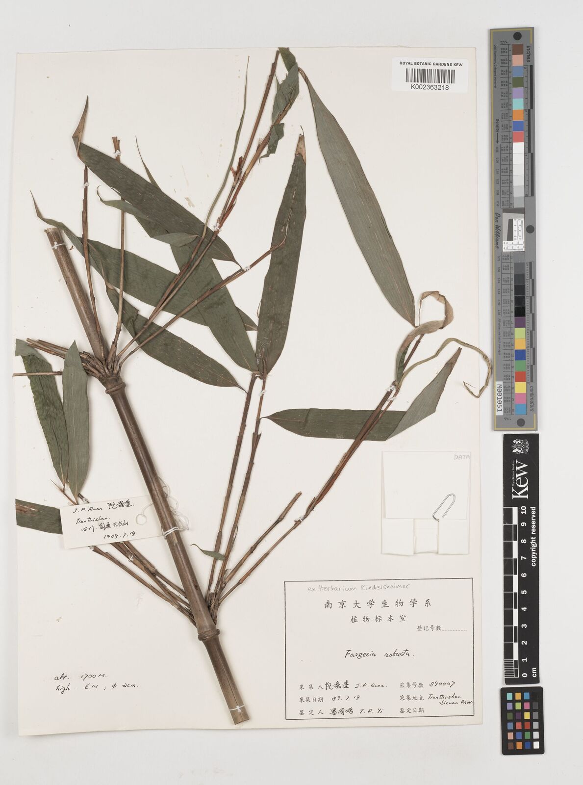 Fargesia robusta T.P.Yi | Plants of the World Online | Kew Science