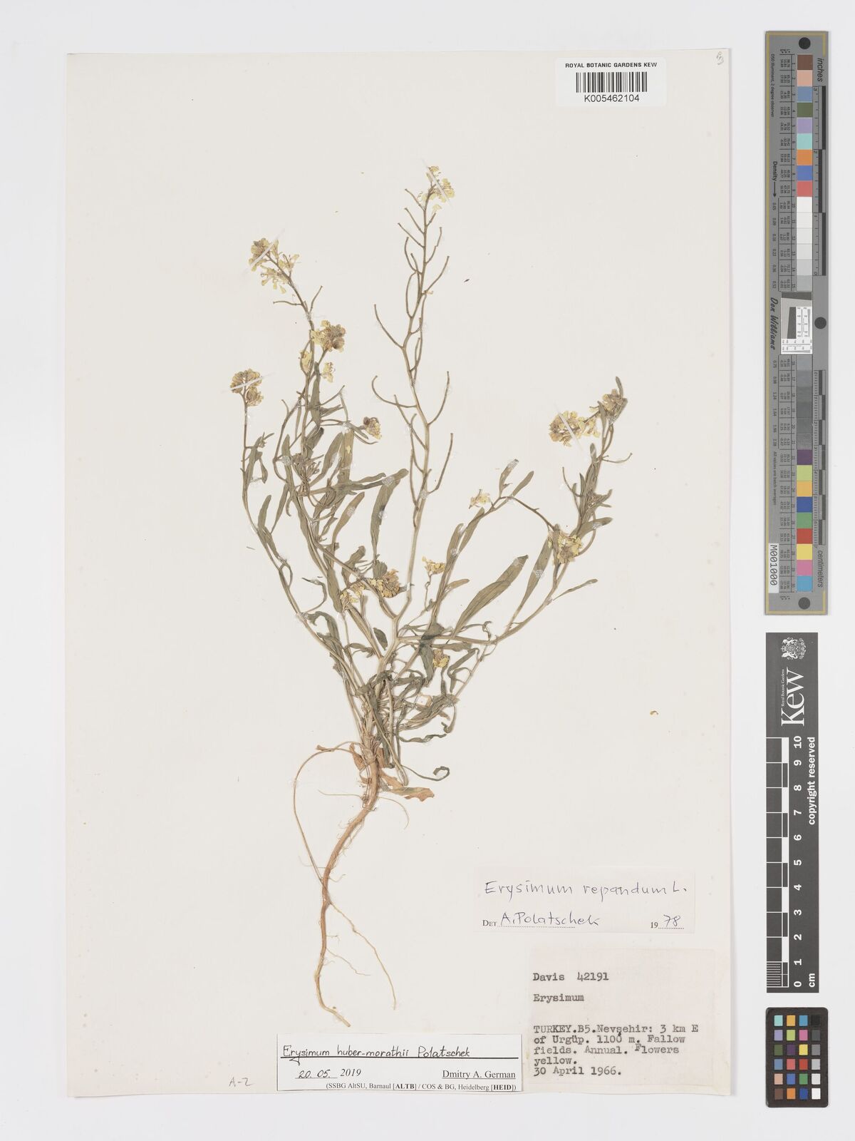 Erysimum huber-morathii Polatschek | Plants of the World Online | Kew ...