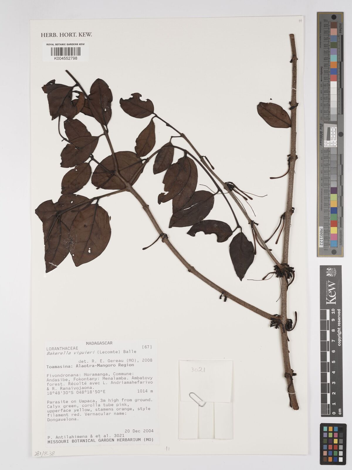 Bakerella viguieri (Lecomte) Balle | Plants of the World Online | Kew ...