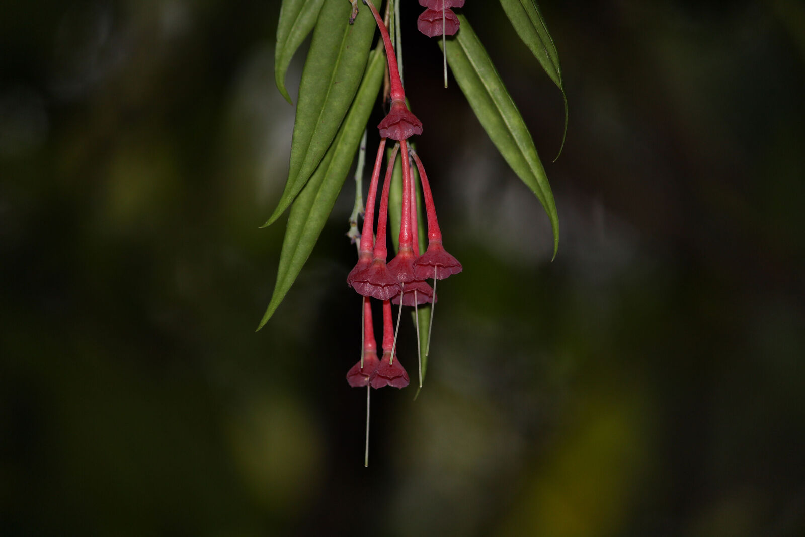 Agapetes neriifolia (King & Prain) Airy Shaw | Plants of the World ...