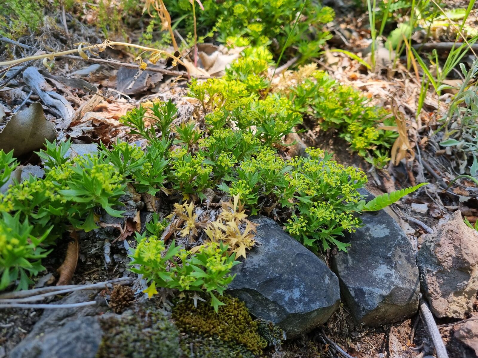 Azorella prolifera (Cav.) G.M.Plunkett & A.N.Nicolas | Plants of the ...