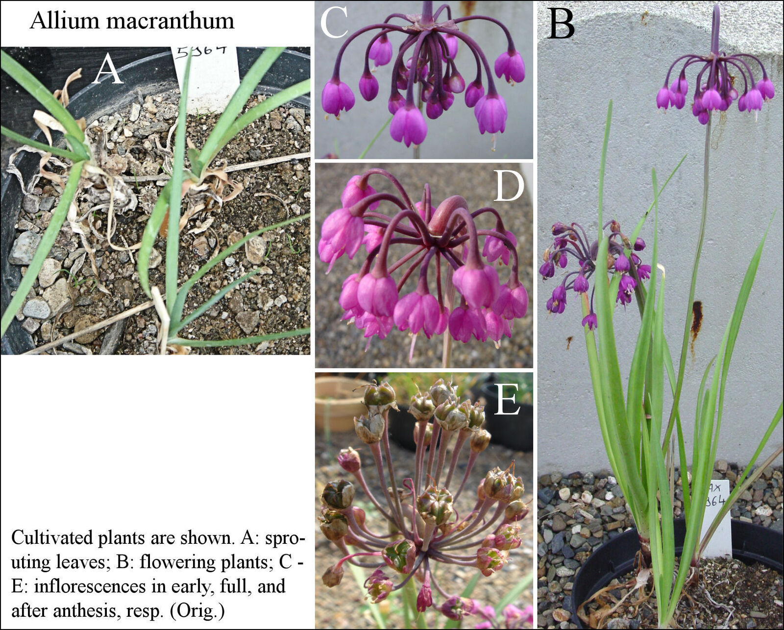 Allium macranthum Baker | Plants of the World Online | Kew Science