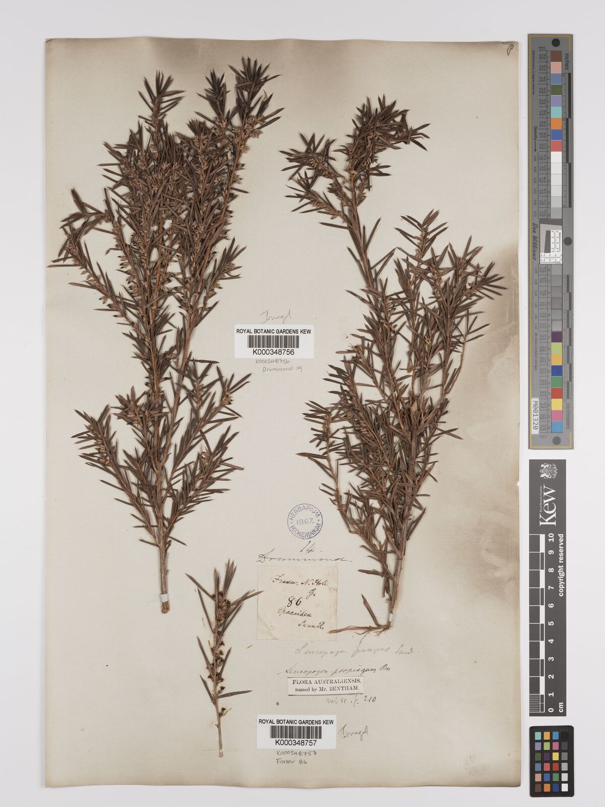 Styphelia propinqua (R.Br.) Spreng. | Plants of the World Online | Kew ...