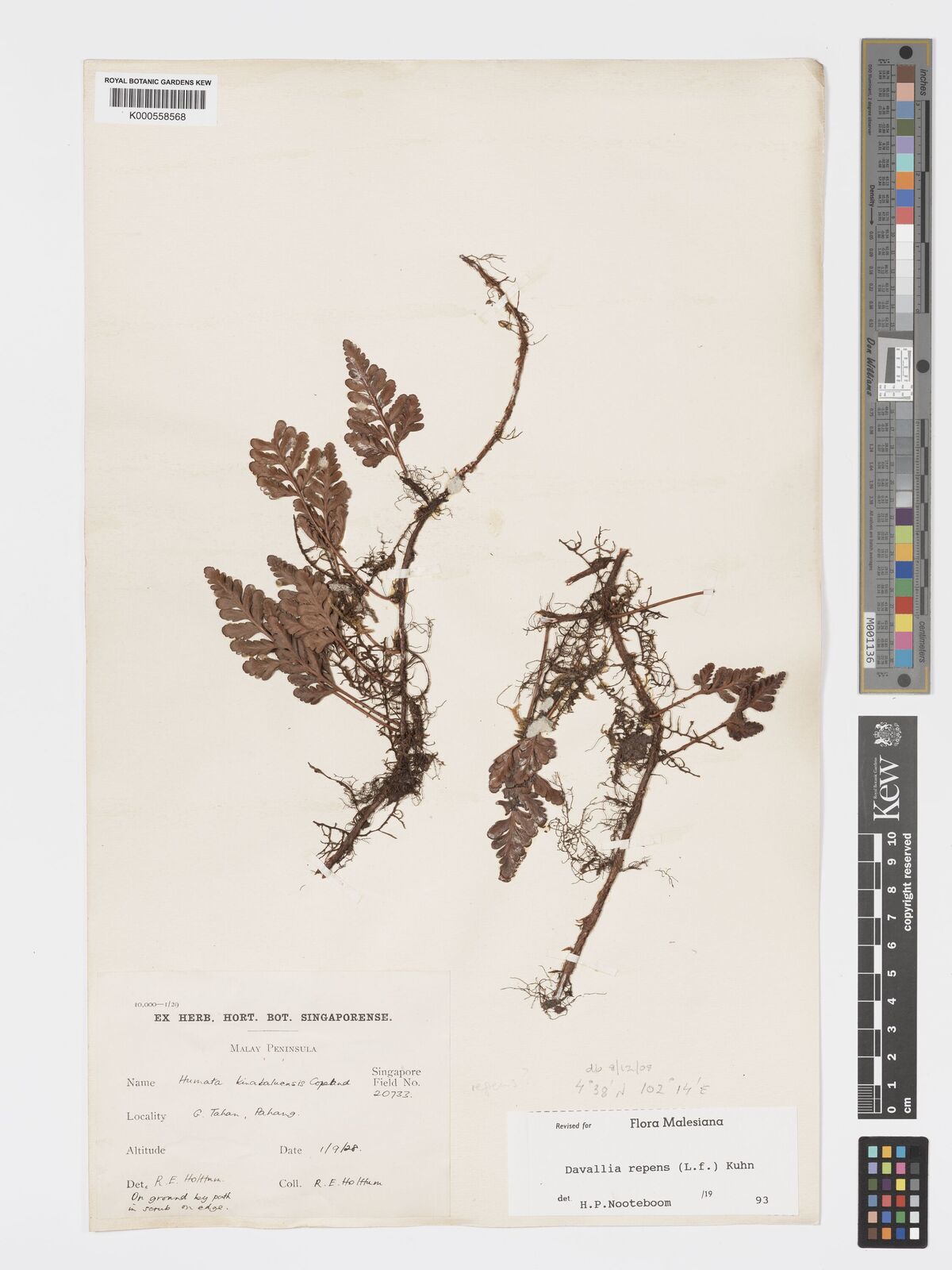 Davallia repens (L.f.) Kuhn | Plants of the World Online | Kew Science