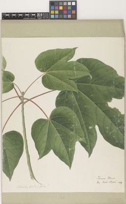 Firmiana simplex (L.) W.Wight | Plants of the World Online | Kew Science