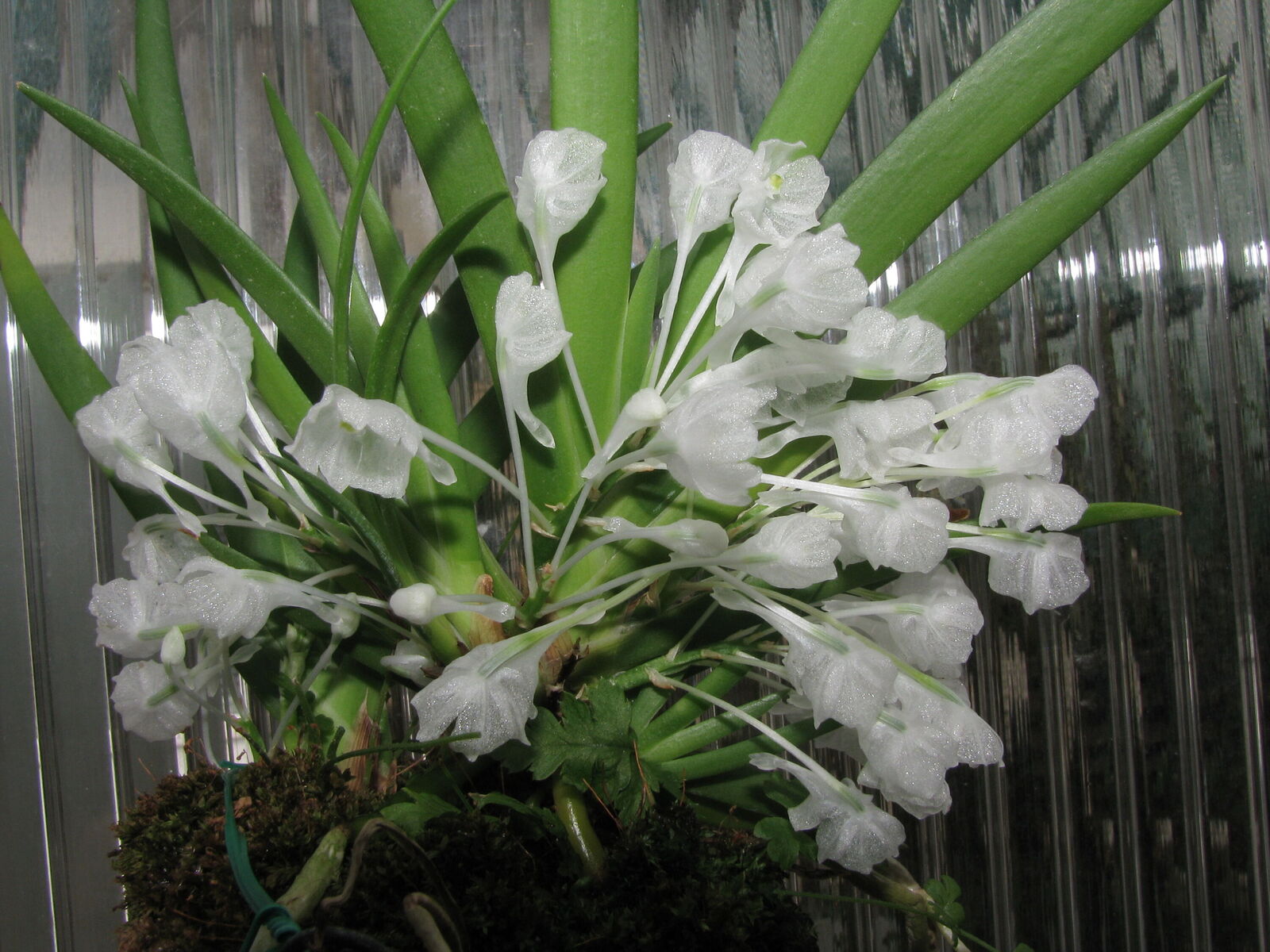 Podangis dactyloceras (Rchb.f.) Schltr. | Plants of the World Online ...