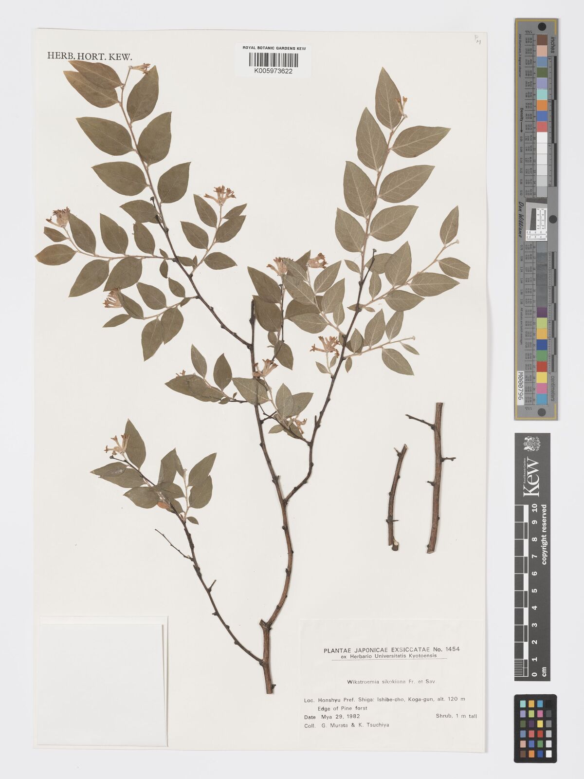 Wikstroemia sikokiana Franch. & Sav. | Plants of the World Online | Kew ...