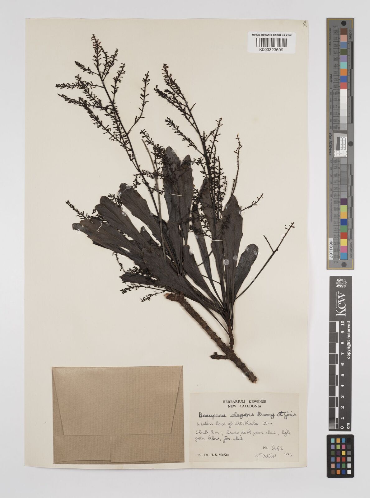 Beauprea Brongn. & Gris | Plants of the World Online | Kew Science