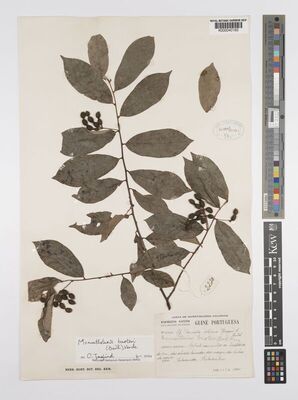 Monanthotaxis barteri (Baill.) Verdc. | Plants of the World Online ...