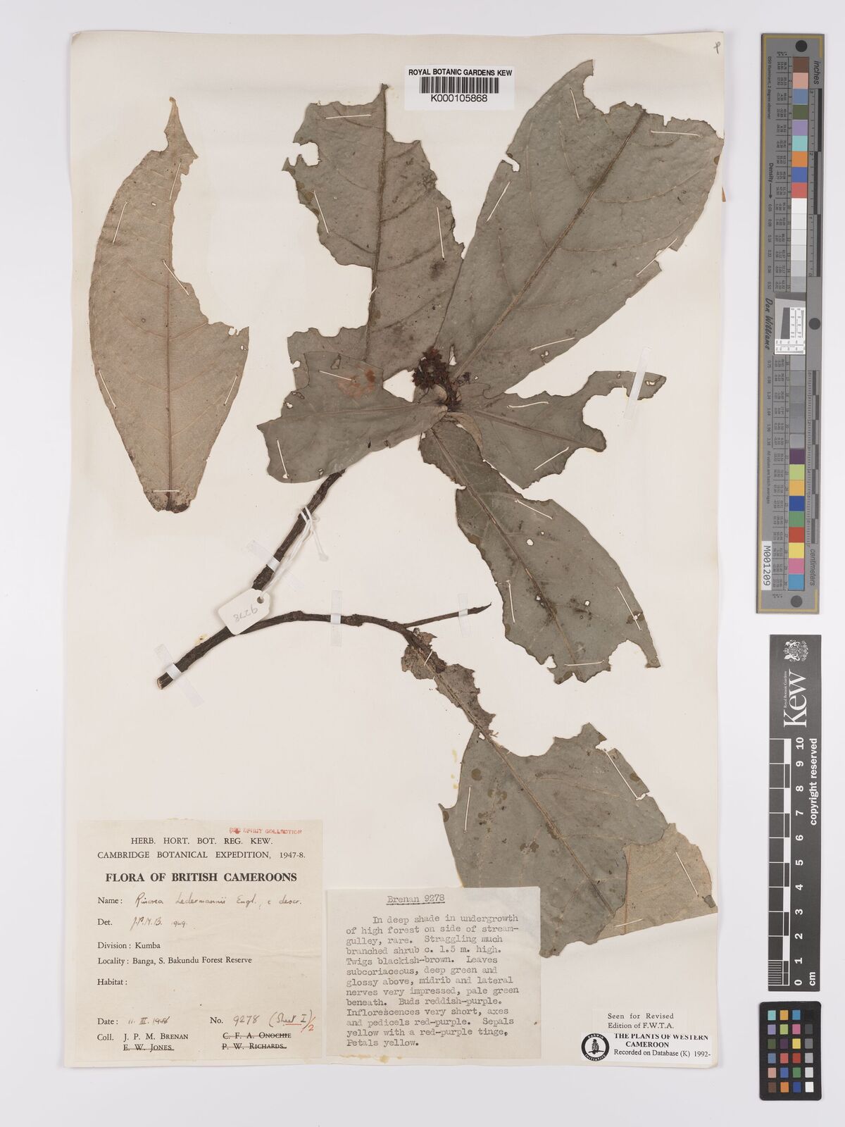 Rinorea ledermannii Engl. | Plants of the World Online | Kew Science