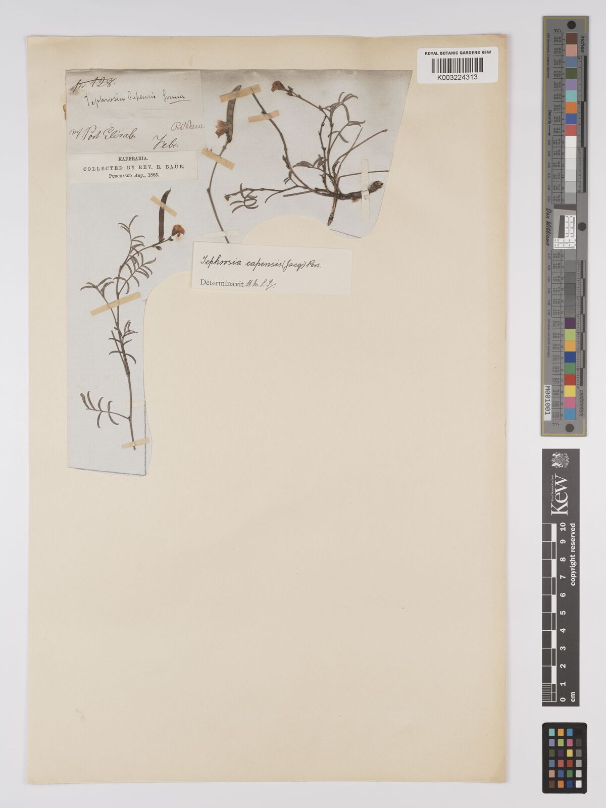 Tephrosia capensis var. longipetiolata H.M.L.Forbes | Plants of the ...