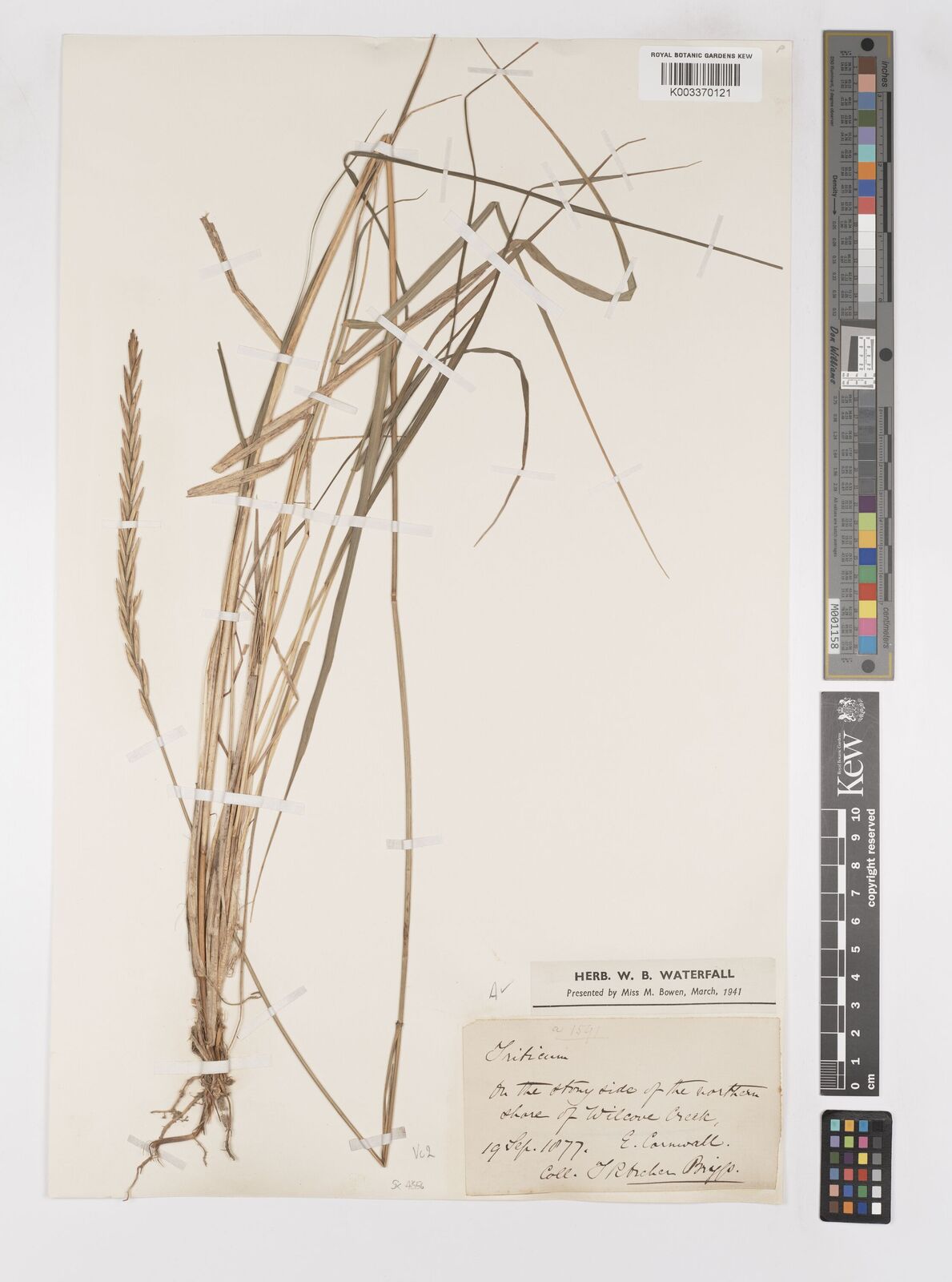 Thinopyrum acutum (DC.) Banfi | Plants of the World Online | Kew Science