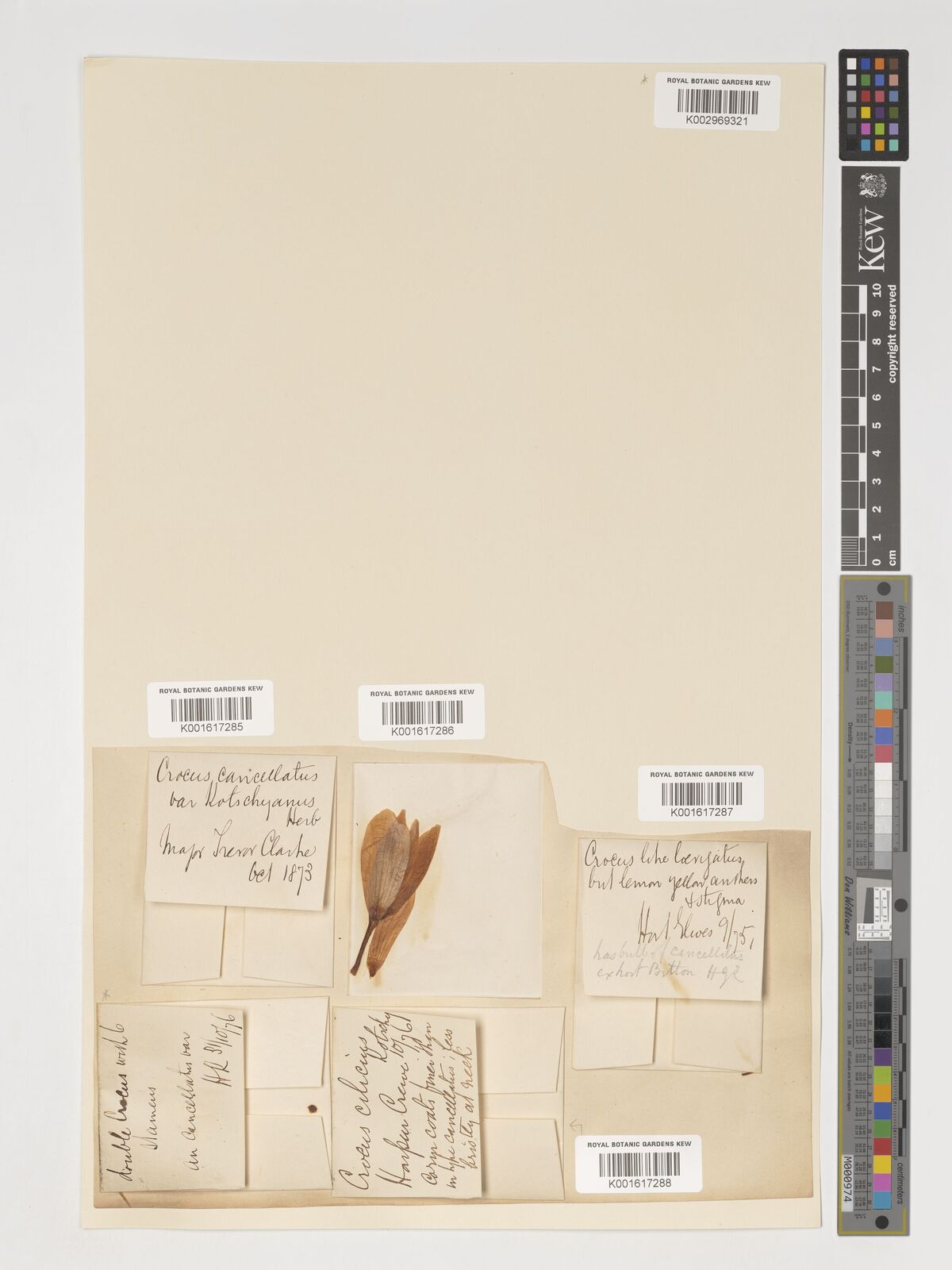 Crocus kotschyanus K.Koch | Plants of the World Online | Kew Science
