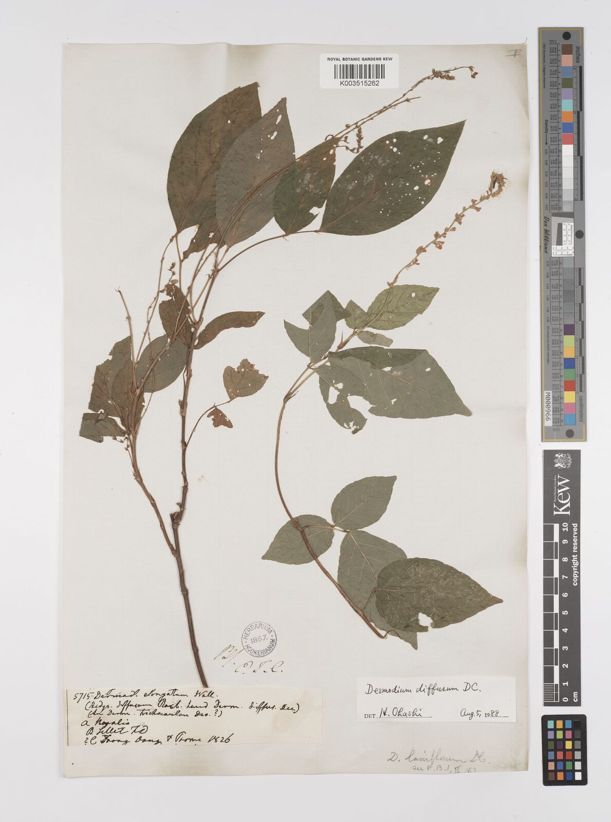 Sohmaea diffusa (DC.) H.Ohashi & K.Ohashi | Plants of the World Online ...