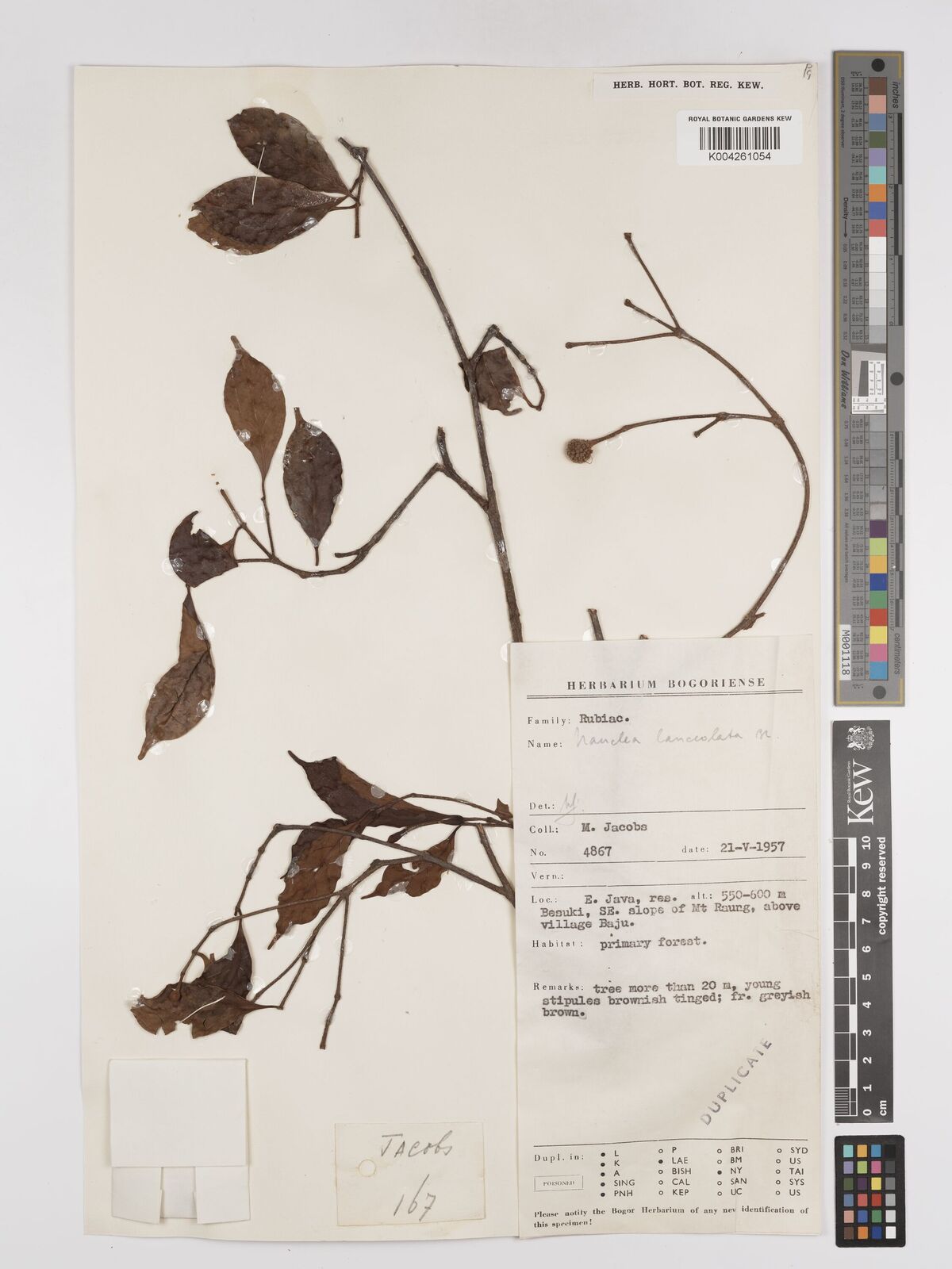 Neonauclea lanceolata (Blume) Merr. | Plants of the World Online | Kew ...