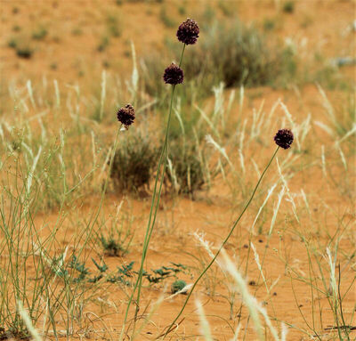 Allium atroviolaceum Boiss. | Plants of the World Online | Kew Science