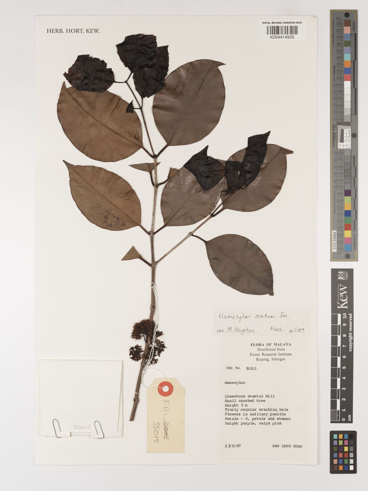Memecylon ovatum Sm. | Plants of the World Online | Kew Science