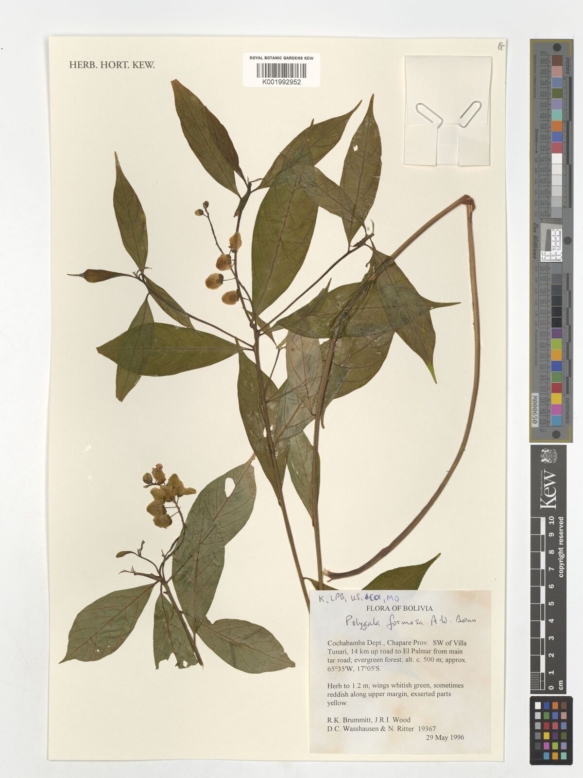 Caamembeca andina (A.W.Benn.) J.F.B.Pastore & Mabb. | Plants of the ...