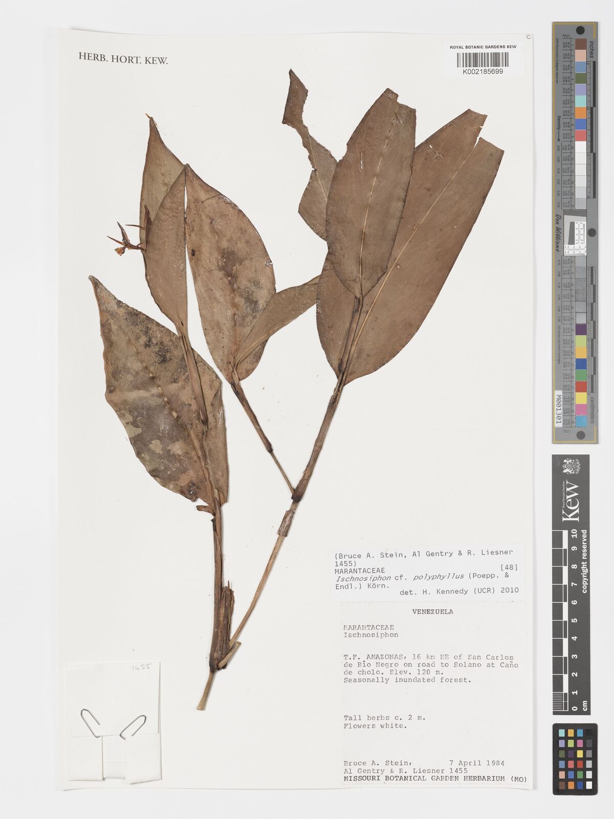 Ischnosiphon polyphyllus (Poepp. & Endl.) Körn. | Plants of the World ...