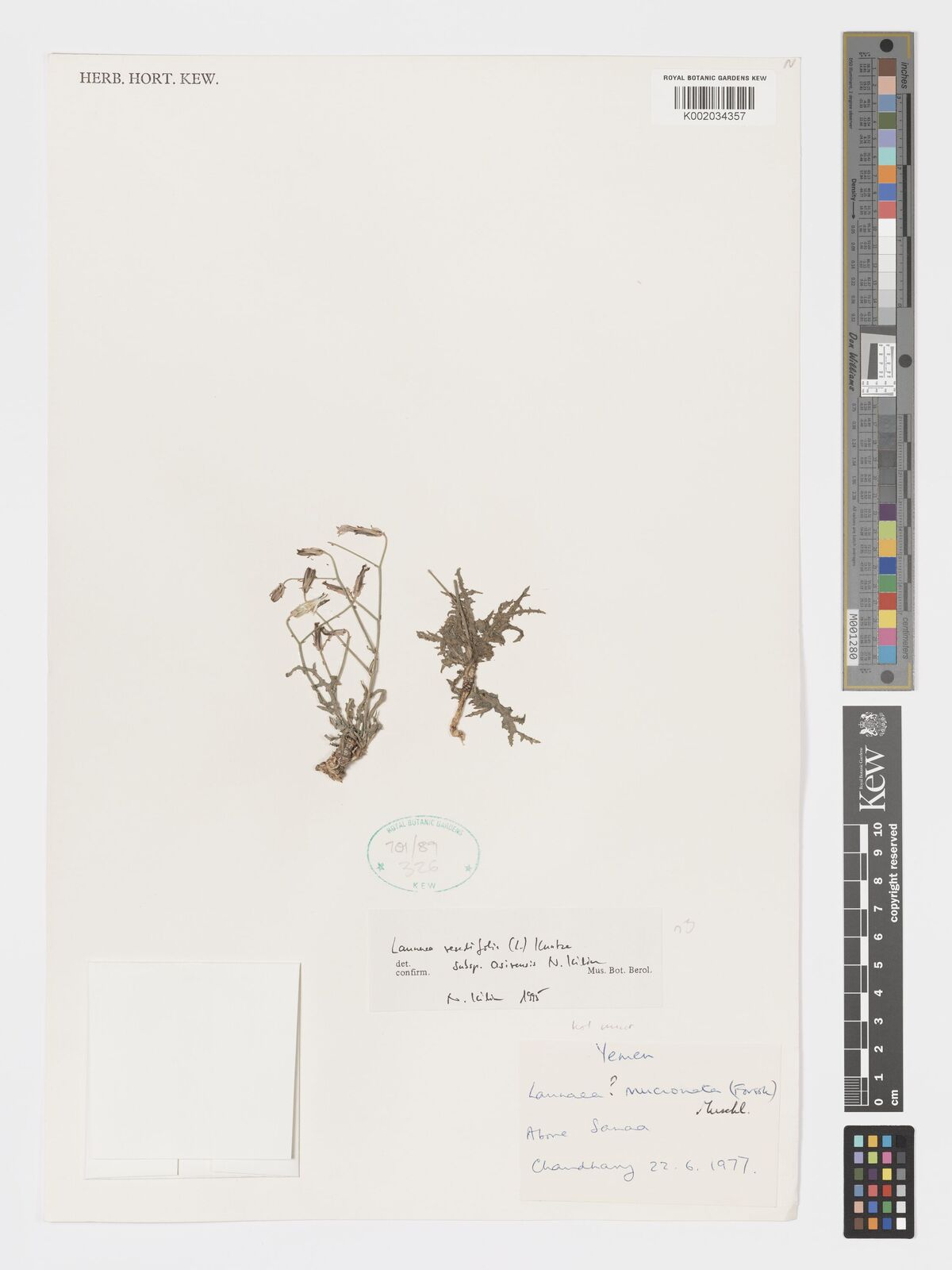 Launaea fragilis subsp. fragilis | Plants of the World Online | Kew Science