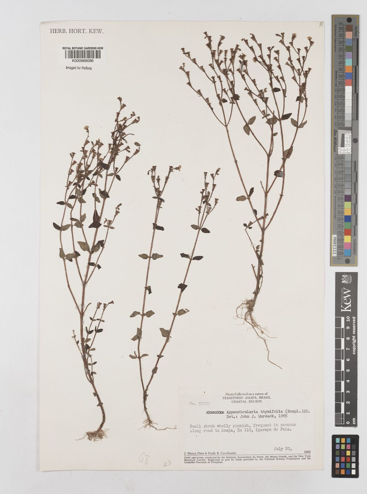 Appendicularia thymifolia (Bonpl.) DC. | Plants of the World Online ...