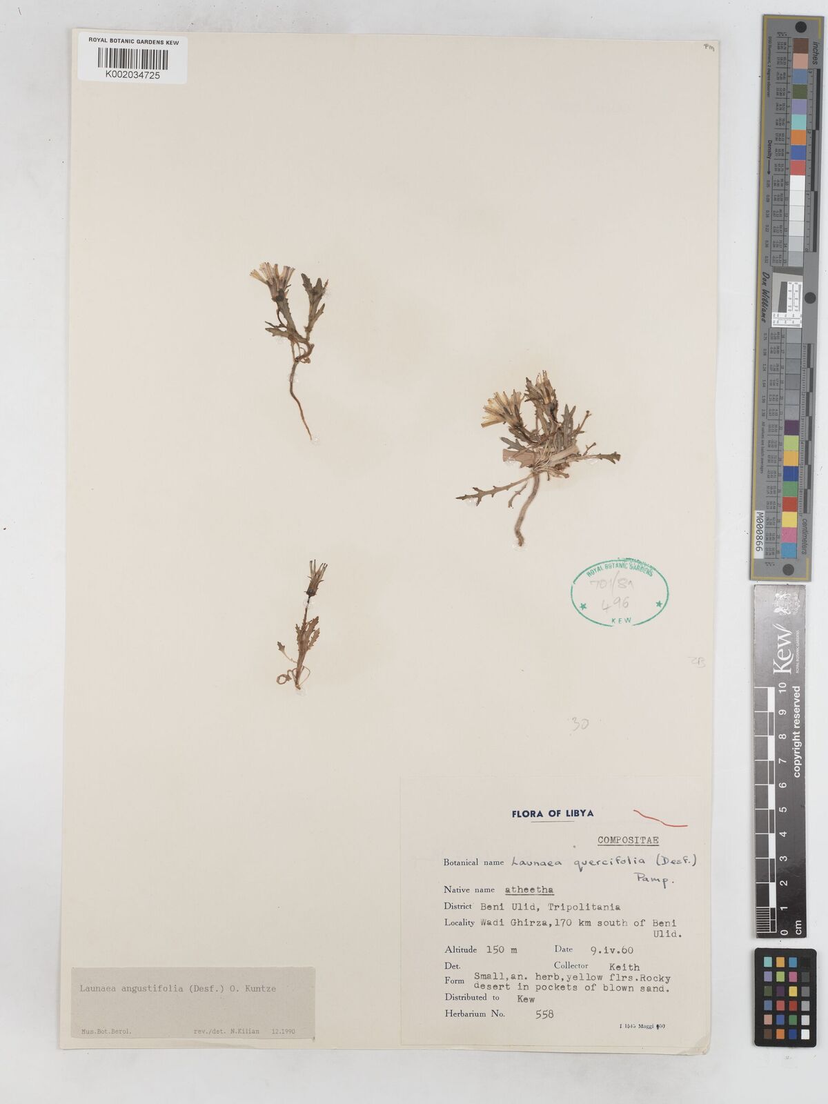 Launaea angustifolia (Desf.) Kuntze | Plants of the World Online | Kew ...