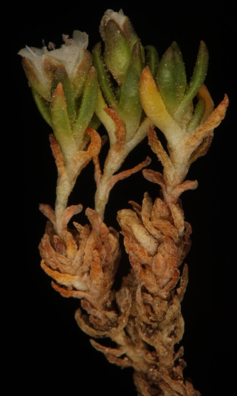 Arenaria rivularis Phil. | Plants of the World Online | Kew Science