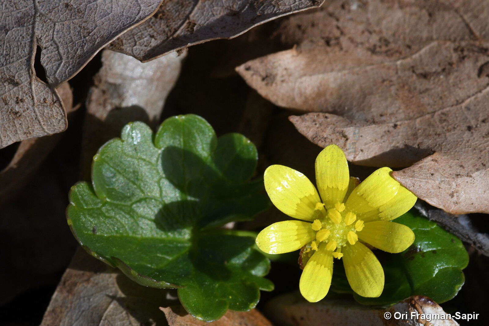 Ranunculus ficarioides Bory & Chaub. | Plants of the World Online | Kew ...