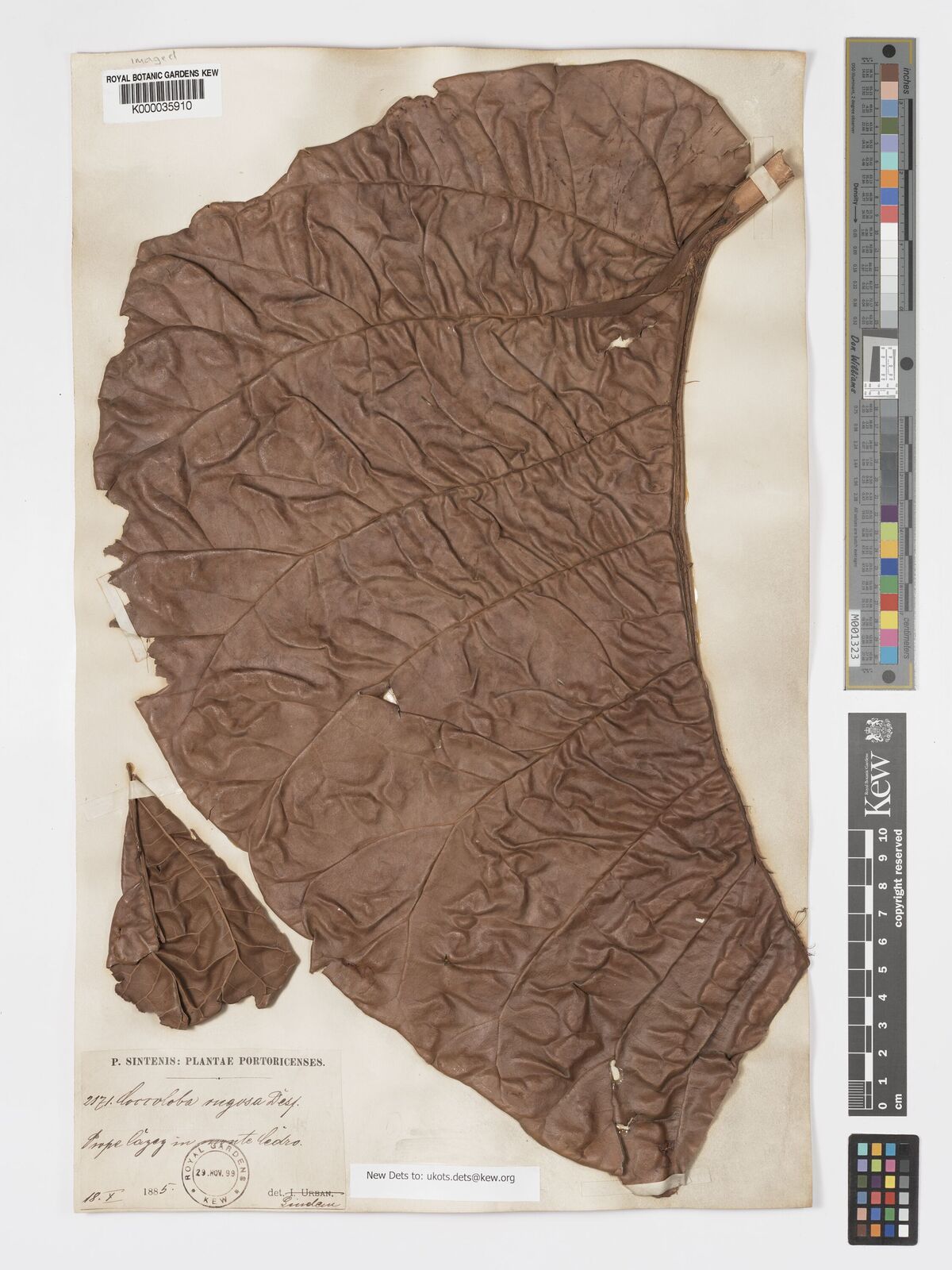 Coccoloba rugosa Desf. | Plants of the World Online | Kew Science