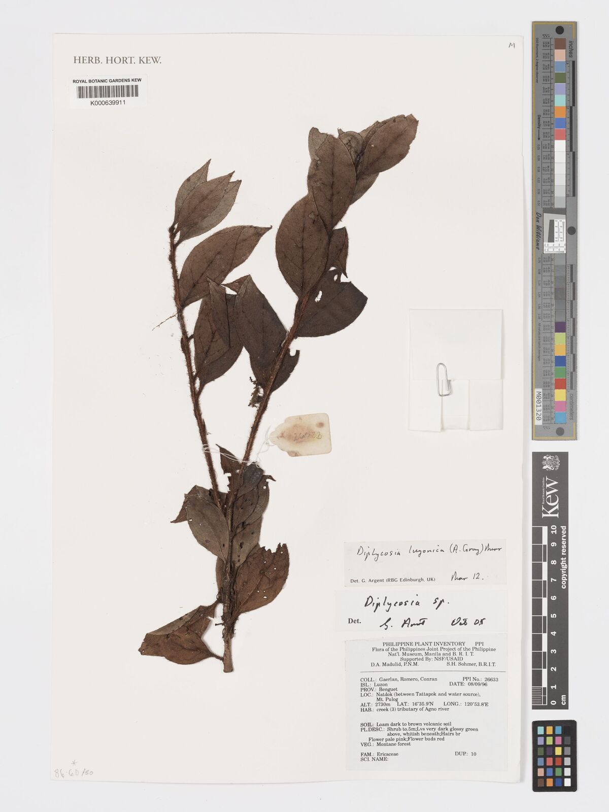 Gaultheria luzonica A.Gray | Plants of the World Online | Kew Science