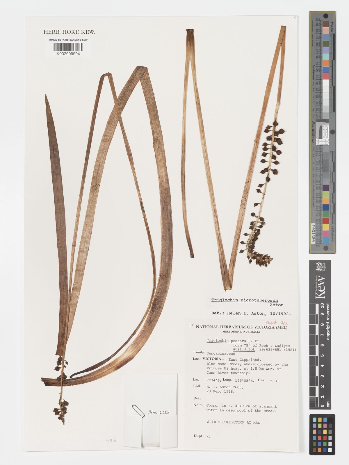 Cycnogeton microtuberosus (Aston) Mering & Kadereit | Plants of the ...