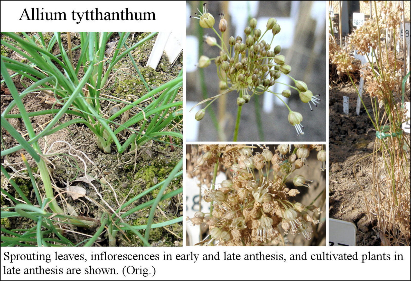 Allium tytthanthum Vved. | Plants of the World Online | Kew Science