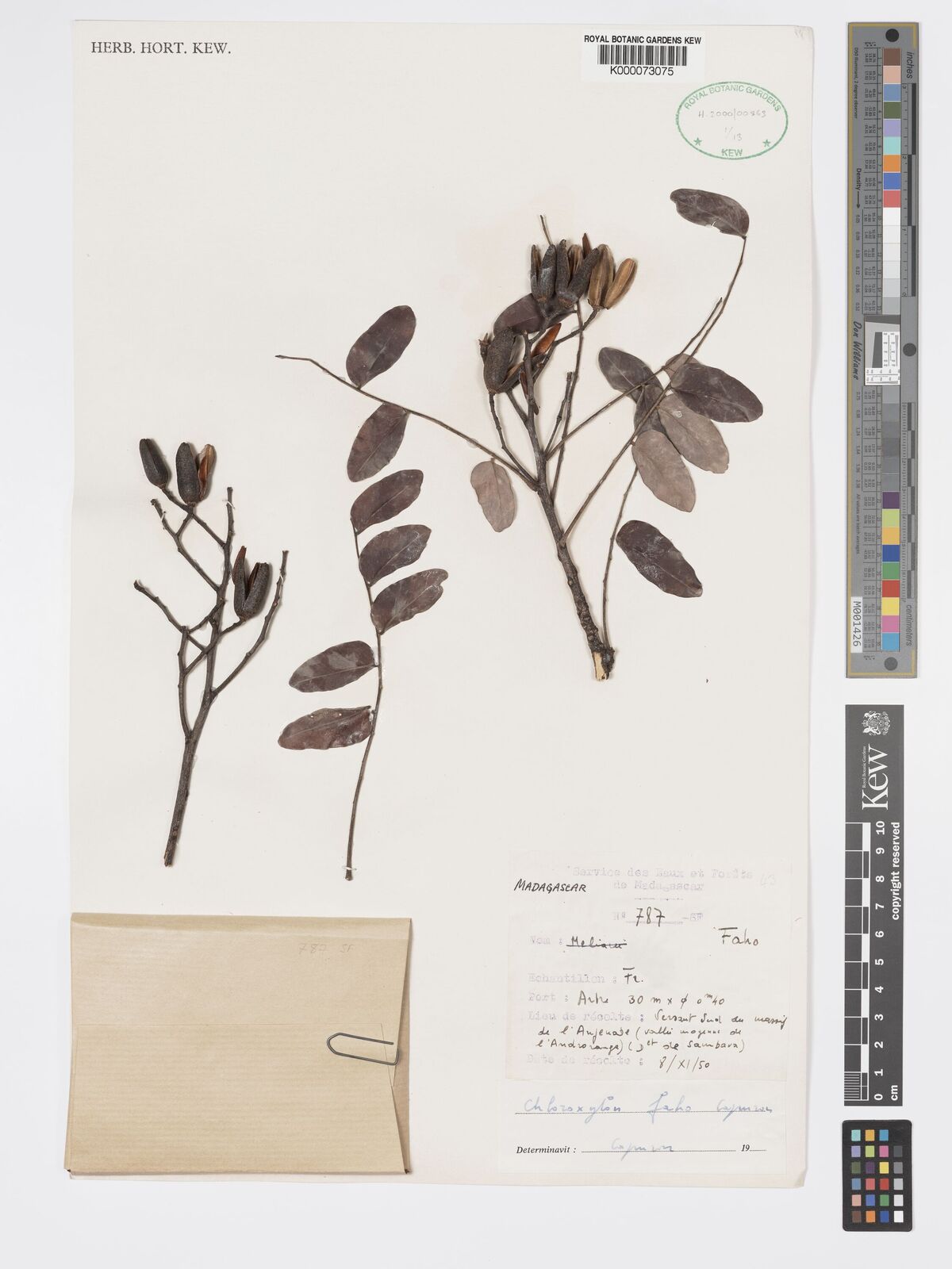 Chloroxylon faho Capuron | Plants of the World Online | Kew Science