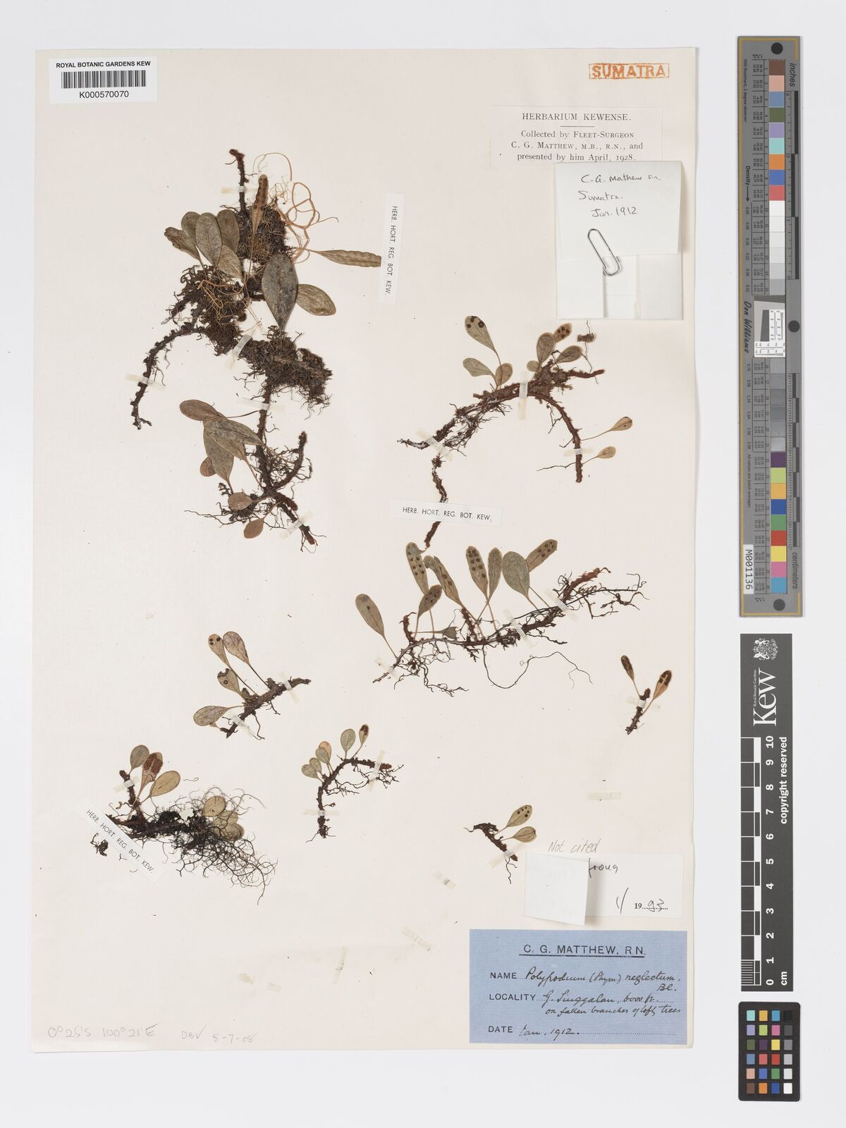 Selliguea neglecta (Blume) Hovenkamp | Plants of the World Online | Kew ...
