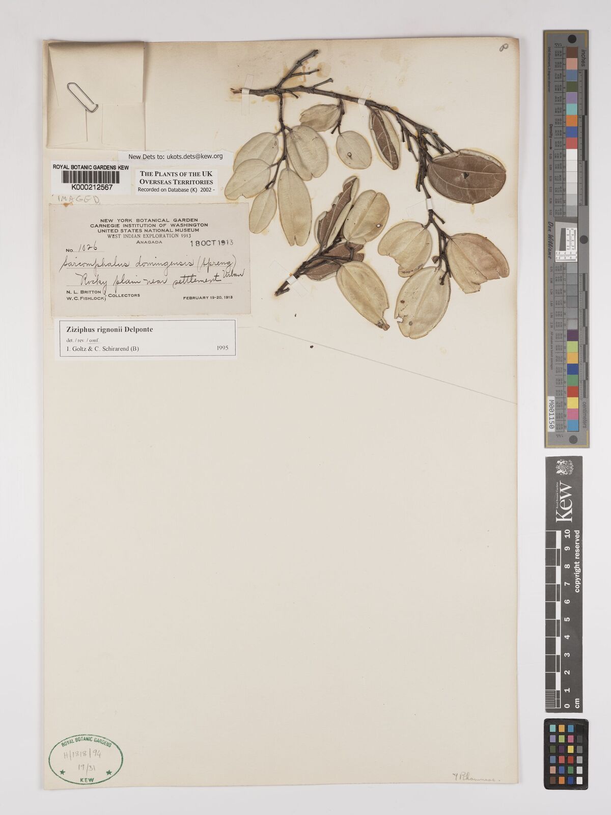 Sarcomphalus domingensis (Spreng.) Krug & Urb. | Plants of the World ...