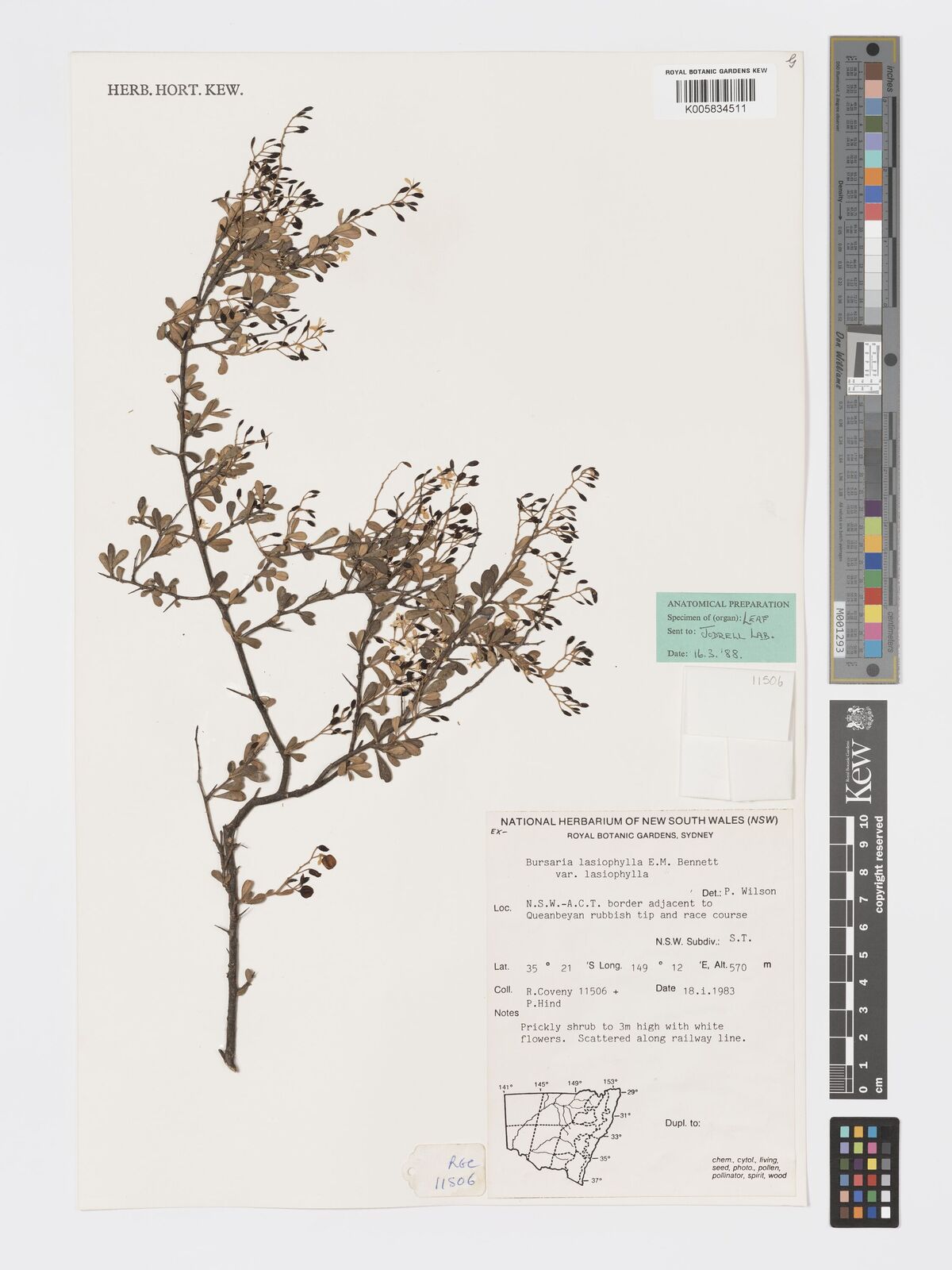Bursaria Cav. | Plants of the World Online | Kew Science