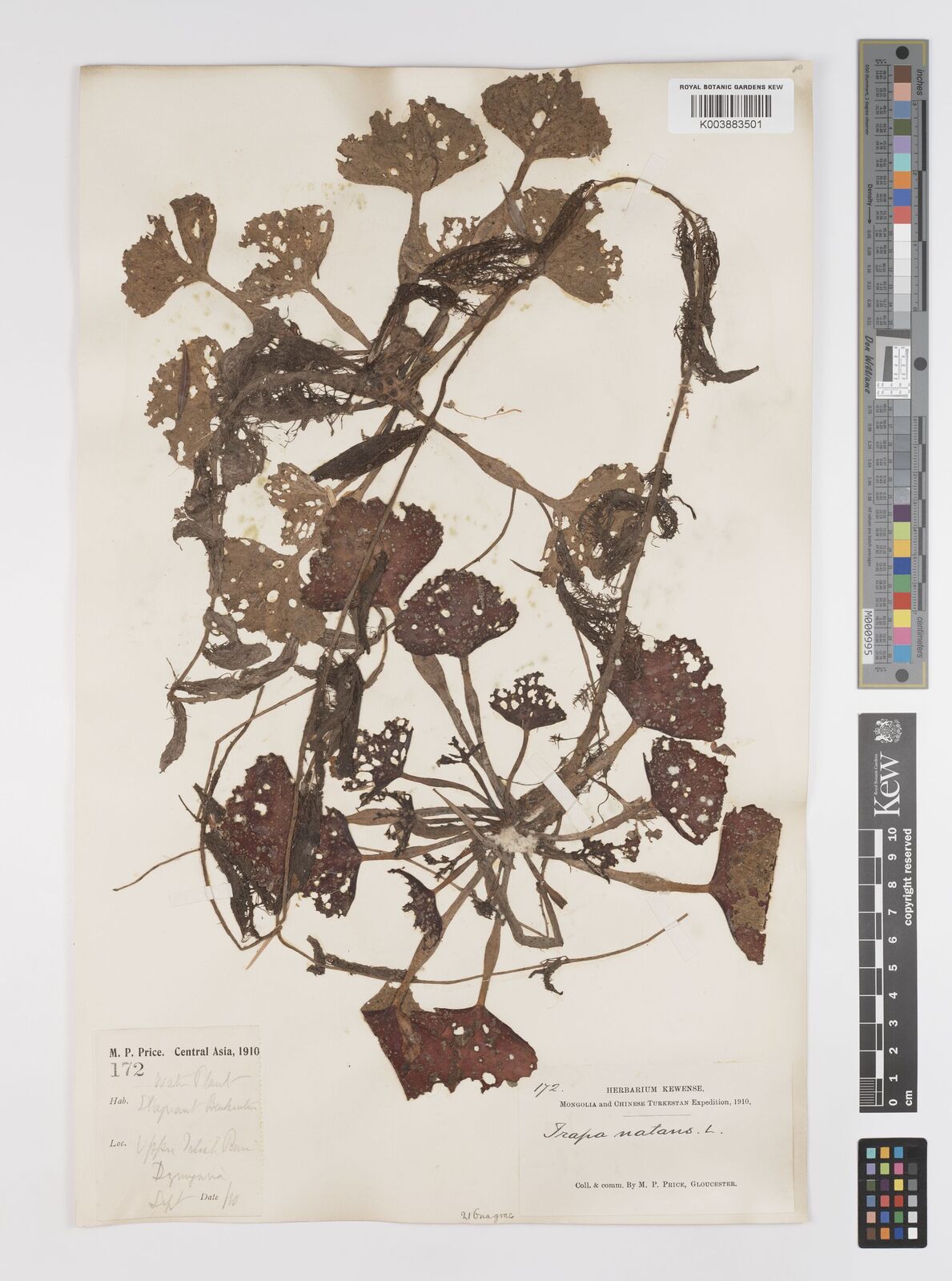 Trapa incisa Siebold & Zucc. | Plants of the World Online | Kew Science