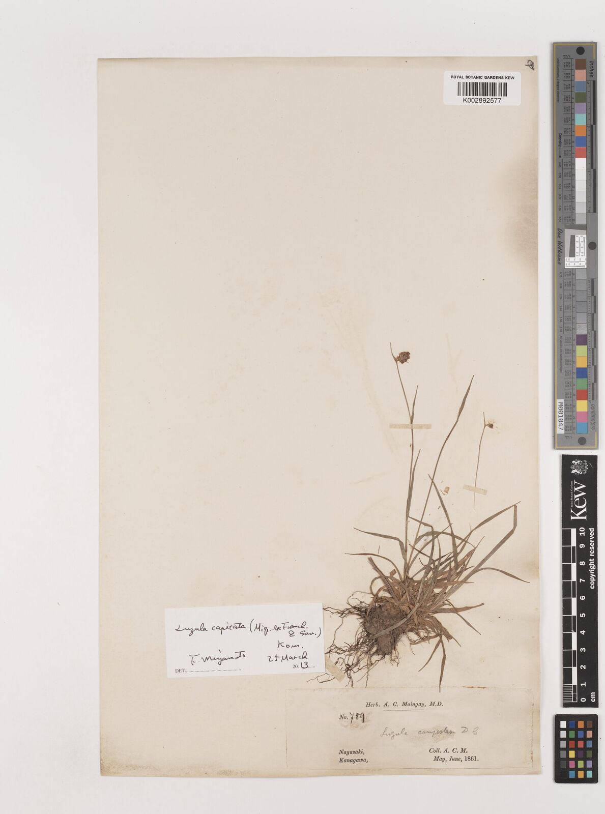 Luzula campestris (L.) DC. | Plants of the World Online | Kew Science