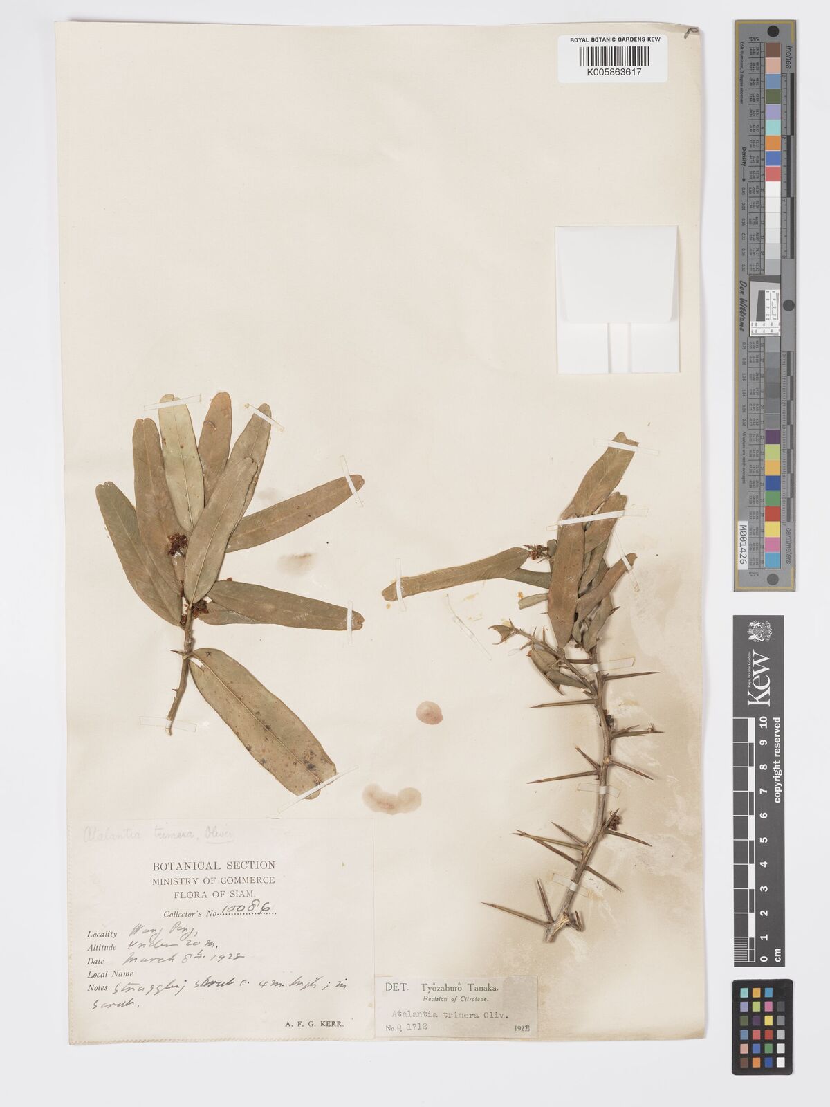 Paramignya trimera (Oliv.) Burkill | Plants of the World Online | Kew ...