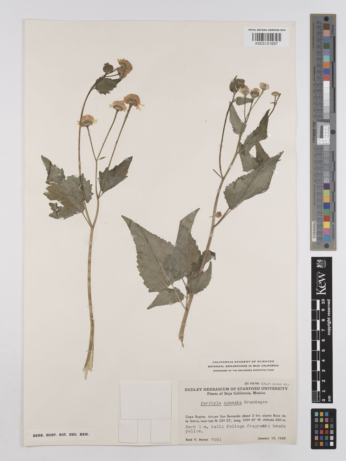 Perityle cuneata var. cuneata | Plants of the World Online | Kew Science