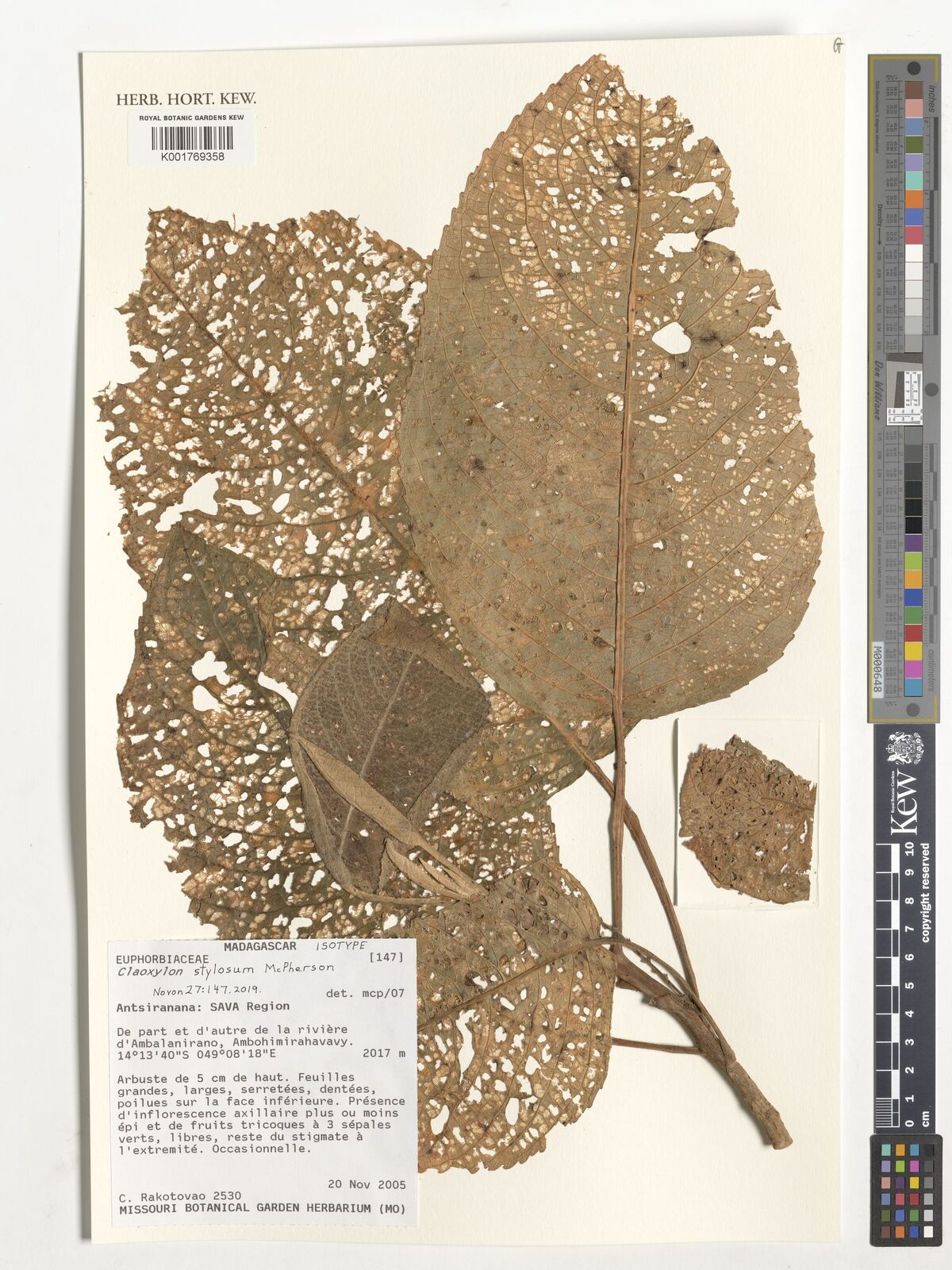 Claoxylon stylosum McPherson | Plants of the World Online | Kew Science