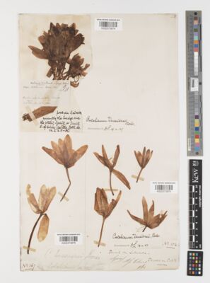 Colchicum decaisnei Boiss. | Plants of the World Online | Kew Science