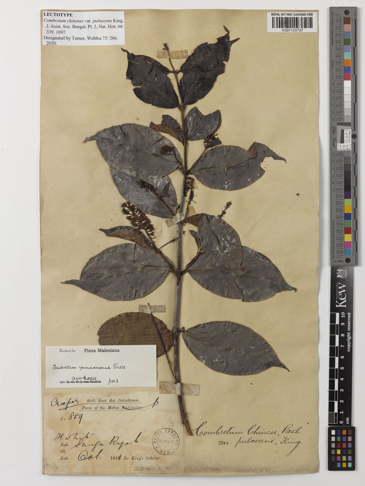 Combretum chinense Roxb. ex G.Don | Plants of the World Online | Kew ...