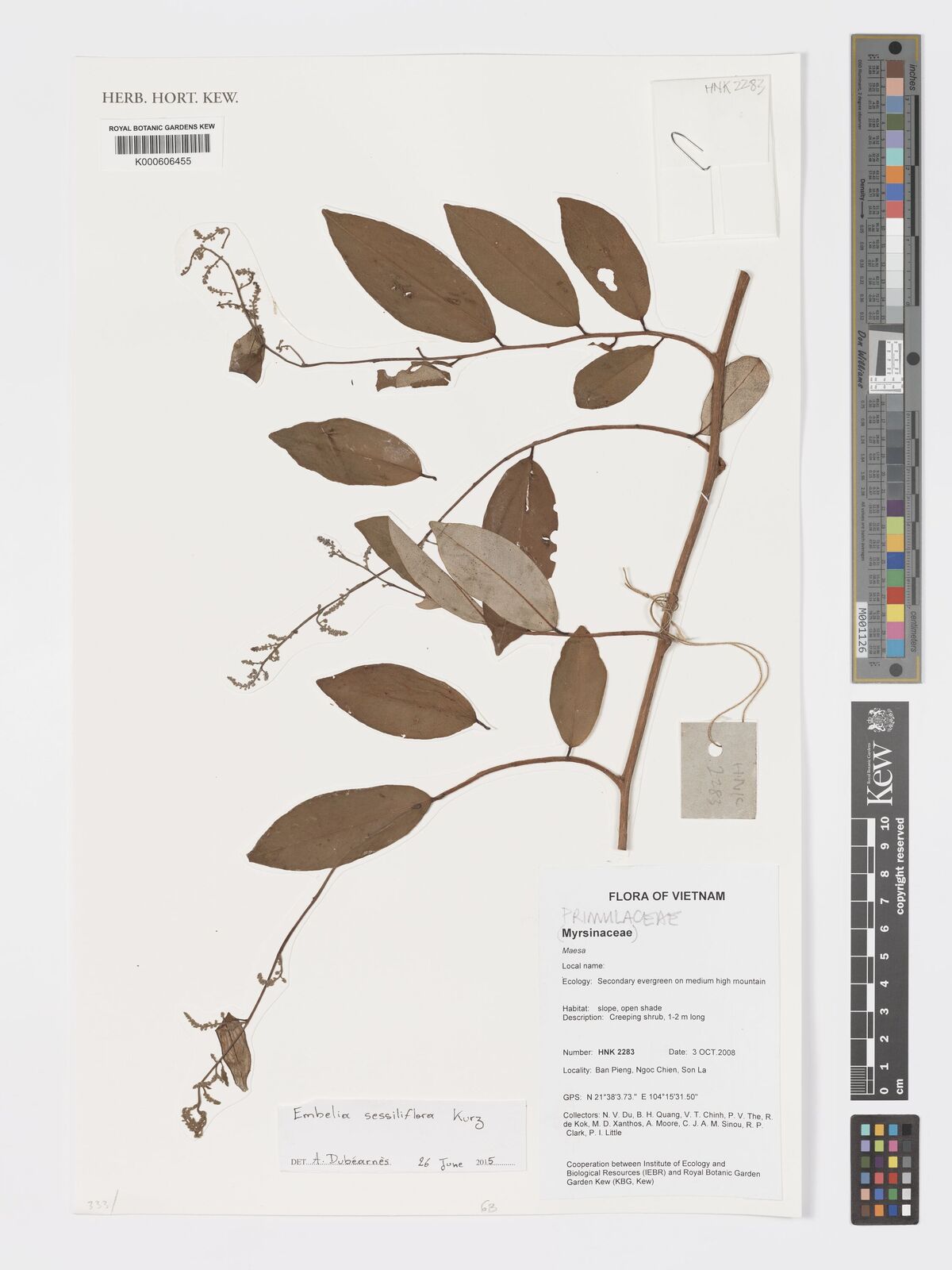 Embelia sessiliflora Kurz | Plants of the World Online | Kew Science