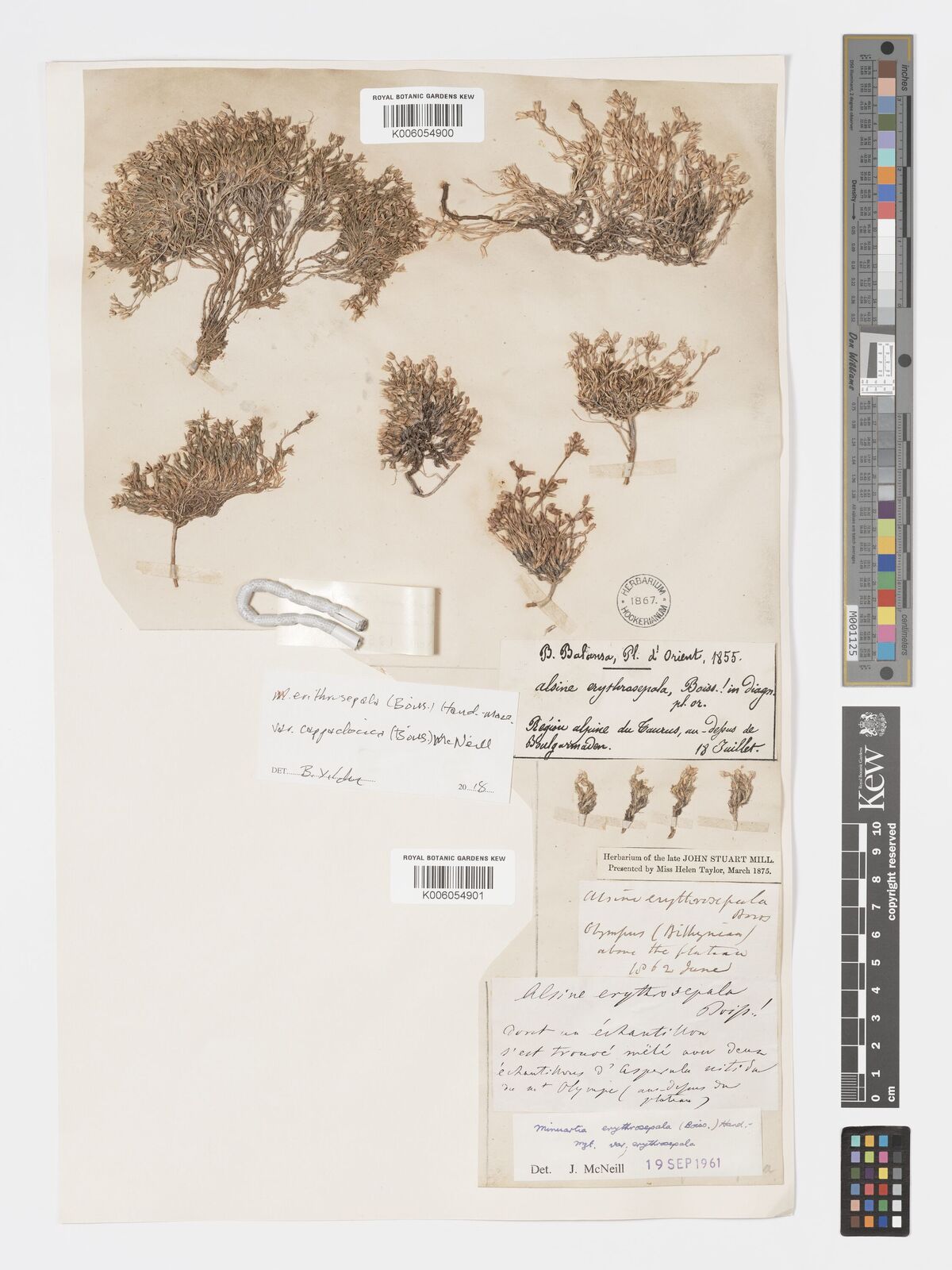 Minuartia erythrosepala var. cappadocica (Boiss.) McNeill | Plants of ...