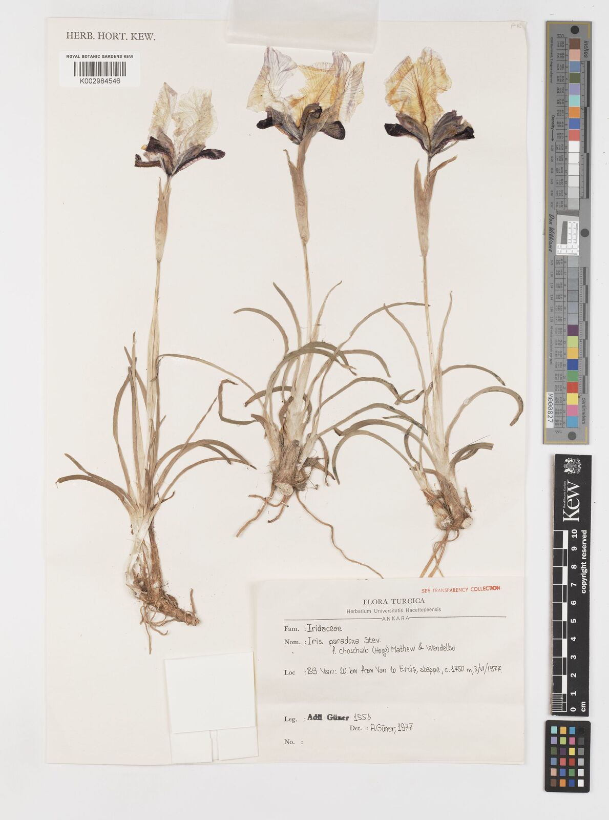 Iris paradoxa f. choschab (Hoog) B.Mathew & Wendelbo | Plants of the ...