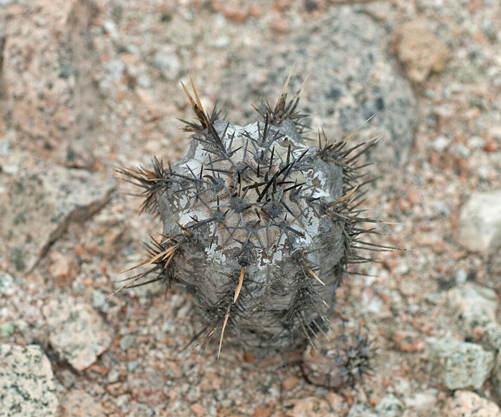 Copiapoa echinoides var. echinoides | Plants of the World Online | Kew ...