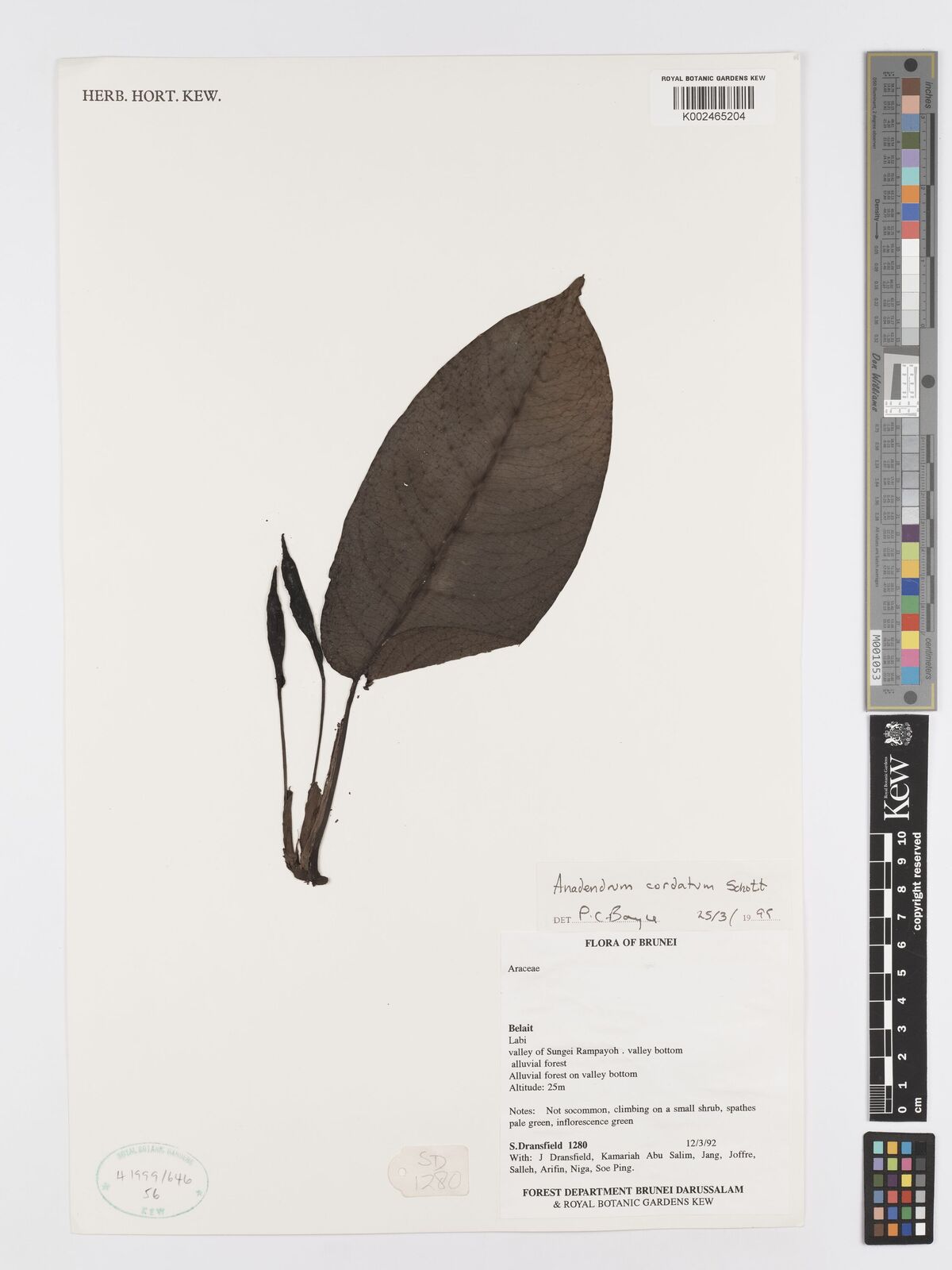 Anadendrum cordatum Schott | Plants of the World Online | Kew Science