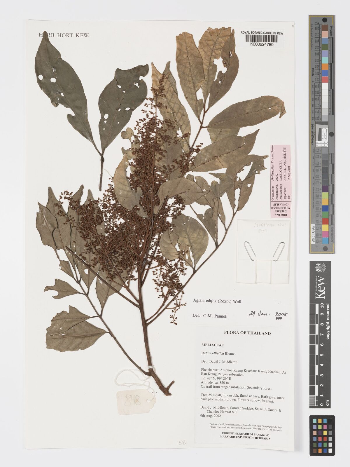 Aglaia edulis (Roxb.) Wall. | Plants of the World Online | Kew Science